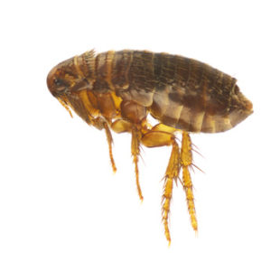 Flea Pest Control in London & SE | Predator Pest Solutions