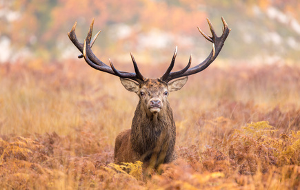 Deer - Predator Pest Solutions