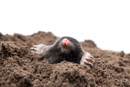 Moles - Predator Pest Solutions