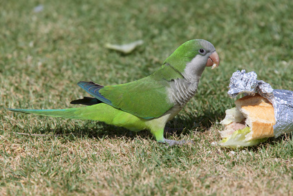 Parakeets Pest Control - Predator Pest Solutions