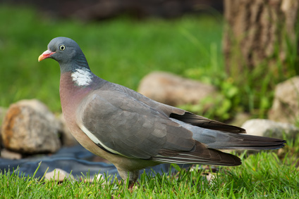 Wood Pigeons - Predator Pest Solutions